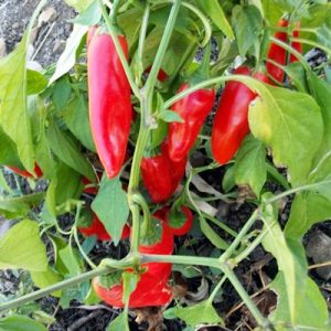 Chipotle Pepper Meco and Morita Chilis | Magic Plant Farms