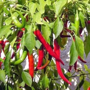Cayenne Pepper Nutrient Facts | Magic Plant Farms