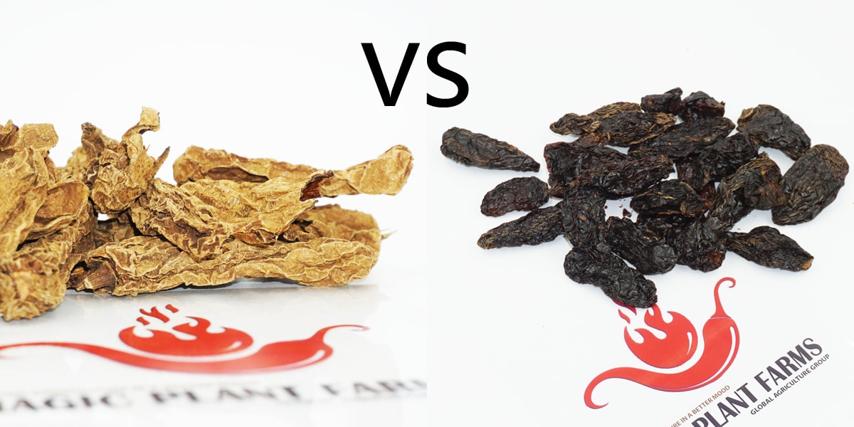 Chipotle Pepper Meco and Morita Chilis | Magic Plant Farms