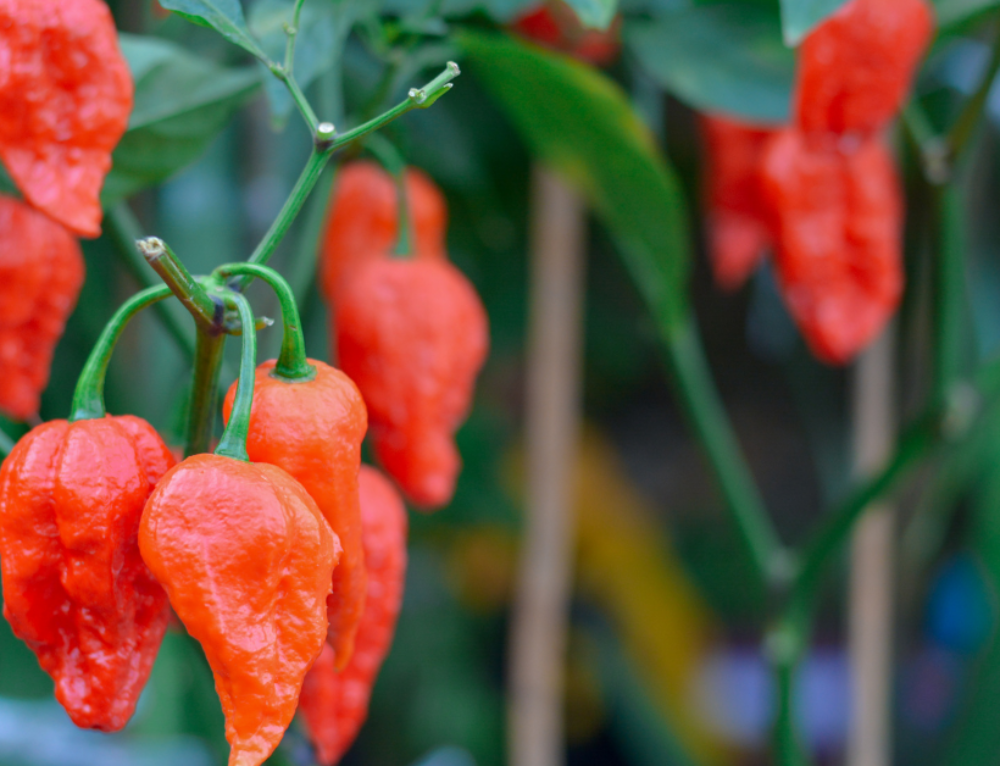 Chipotle Pepper Meco and Morita Chilis - Magic Plant Farms