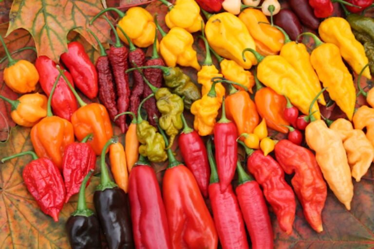 Chili Peppers: The Ultimate Guide | Magic Plant Farms