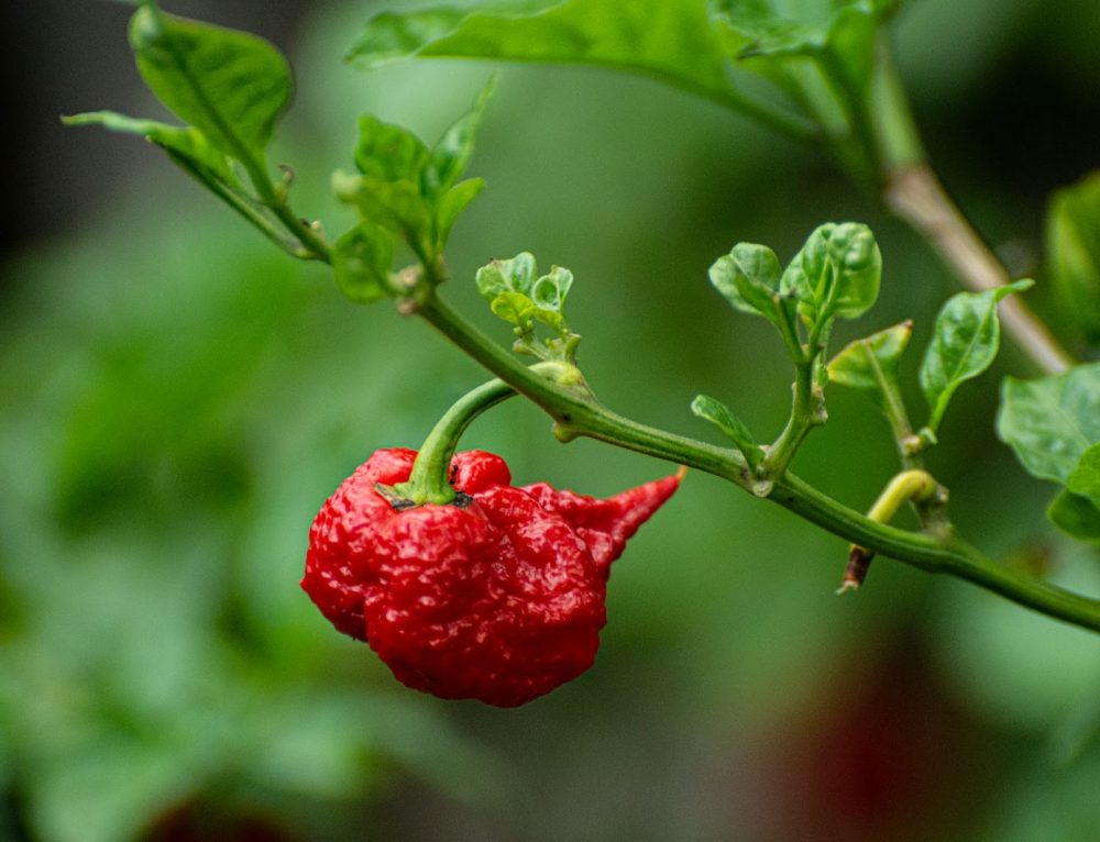 Spice Up Your Culinary Game with Carolina Reaper Recipes