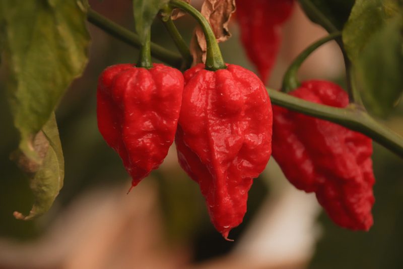 An Look at the Ghost Pepper | Magic Plant Farms