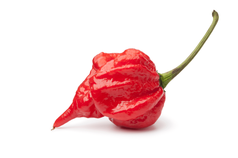 Scorpion Pepper Product Uses | Magic Plant Farms