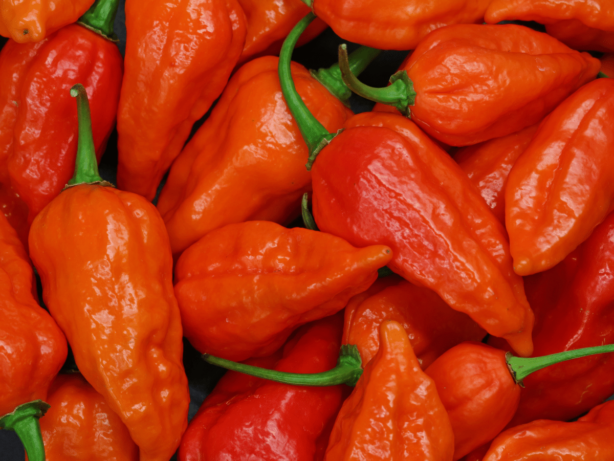 How to Cook with Ghost Pepper Products | Magic Plant Farms