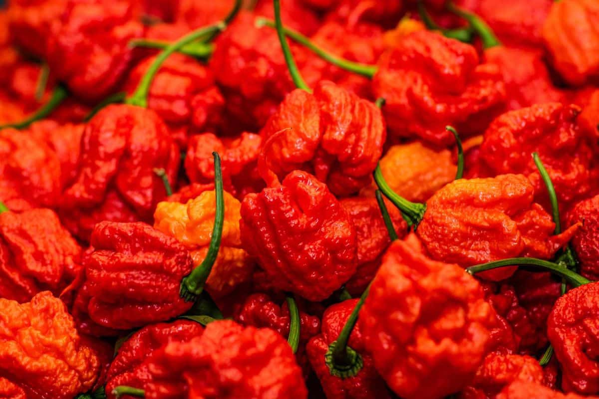 The Magic of Carolina Reaper Peppers | Magic Plant Farms