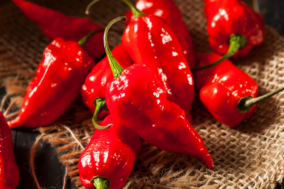 How Spicy is Ghost Pepper? Find Out | Magic Plant Farms