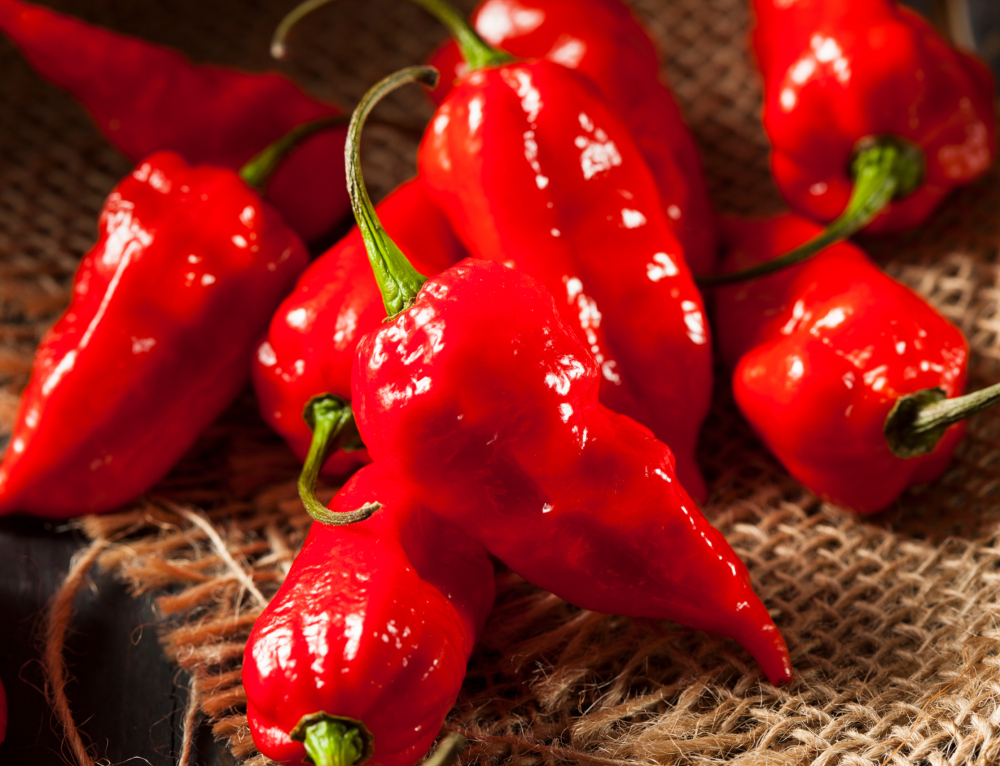 All About Wiri Wiri Chili Peppers | Magic Plant Farms