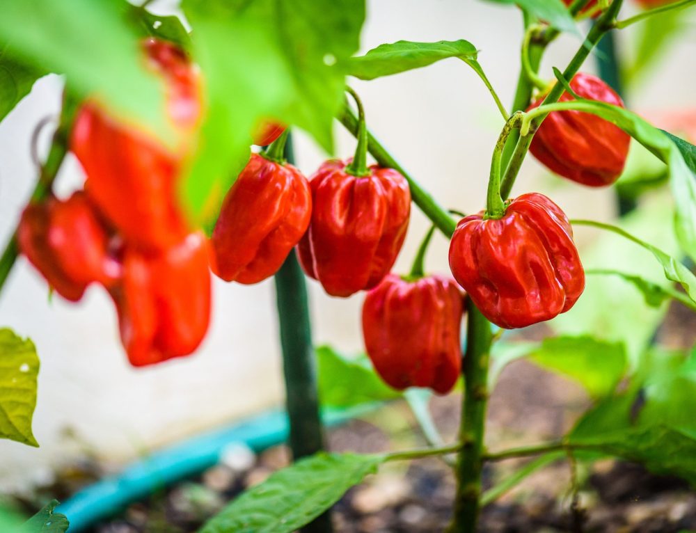 The Magic of Carolina Reaper Peppers | Magic Plant Farms