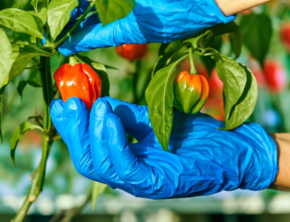 Does Pepper X Exist? Unraveling the Truth Behind the World’s Hottest ...