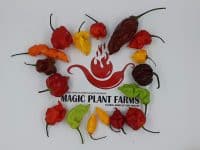 Scoville Scale Complete Guide | Magic Plant Farms
