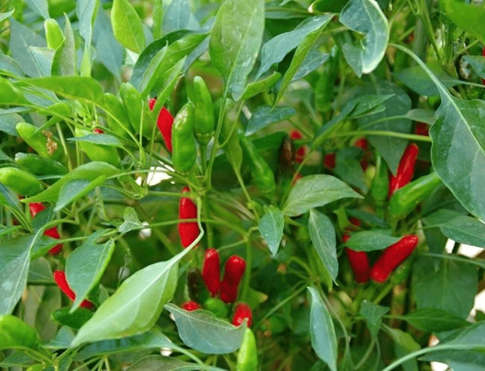 The Anatomy of a Chili Pepper | Magic Plant Farms