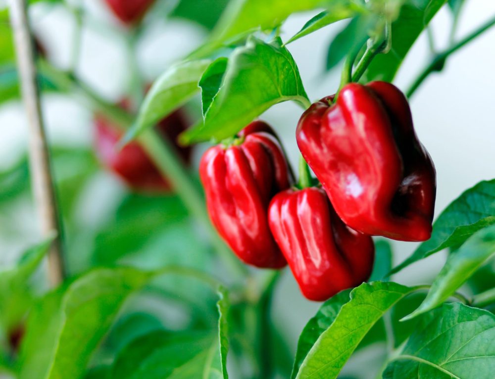 Scoville Scale Complete Guide | Magic Plant Farms